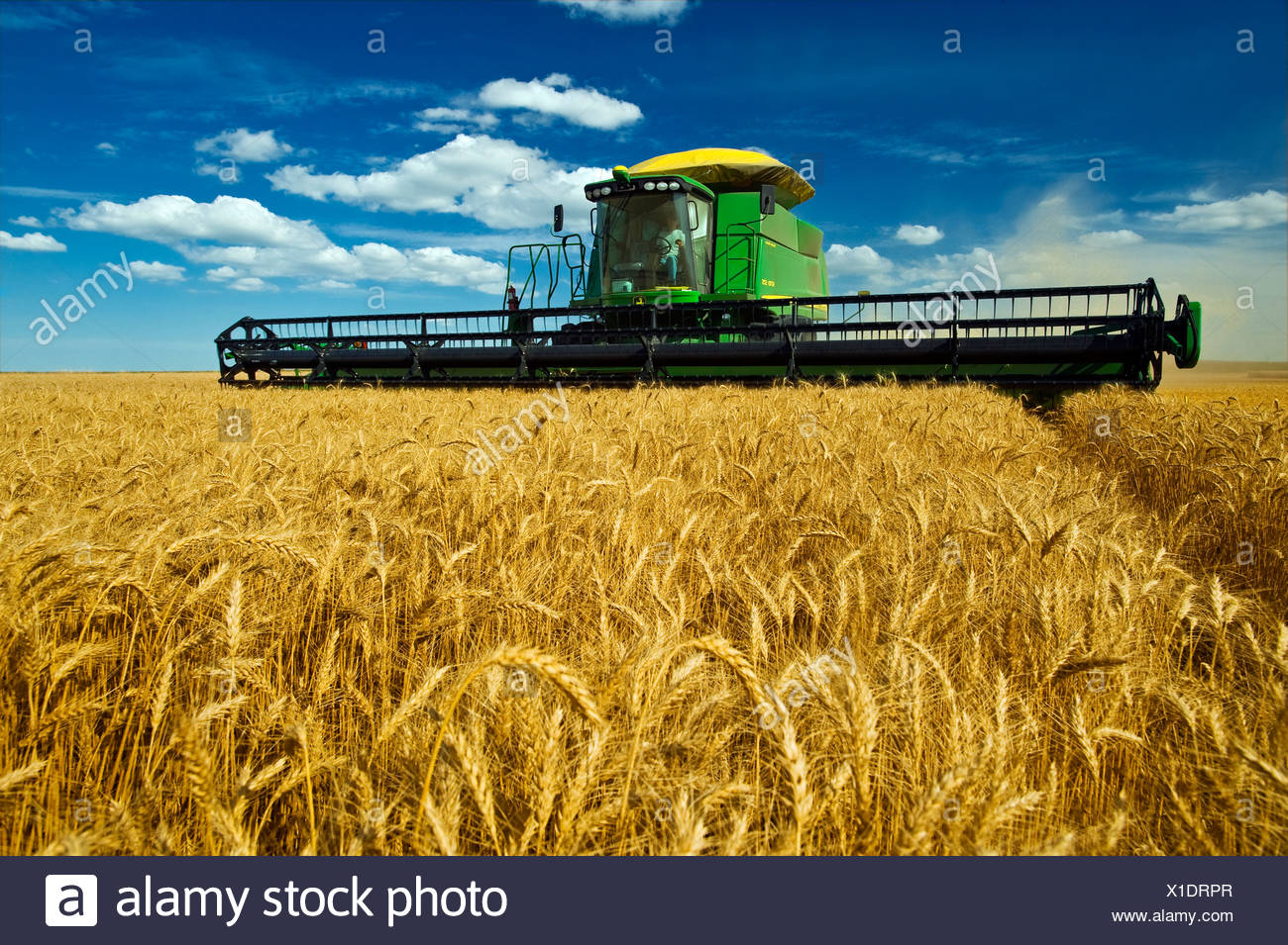 Wheat Farm Canada Stock Photos & Wheat Farm Canada Stock Images - Alamy