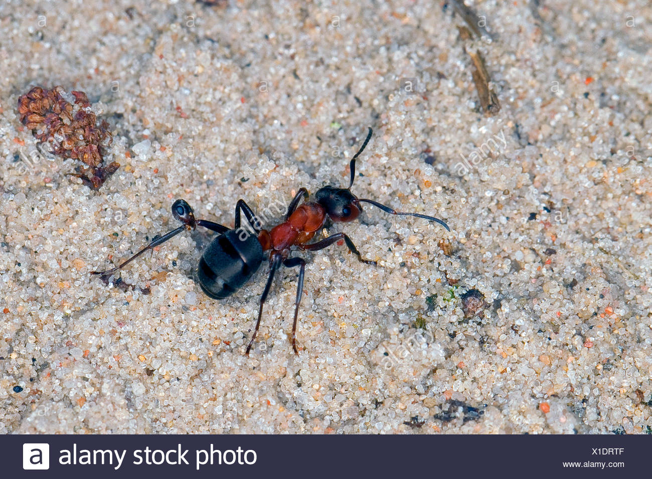 Ant Fight Stock Photos & Ant Fight Stock Images - Alamy