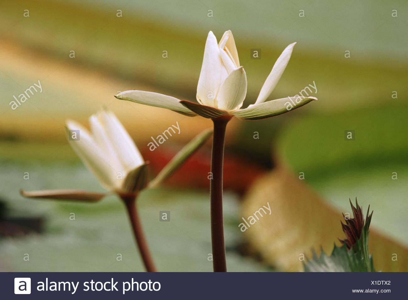 Egyptian Flowers High Resolution Stock Photography and Images - Alamy