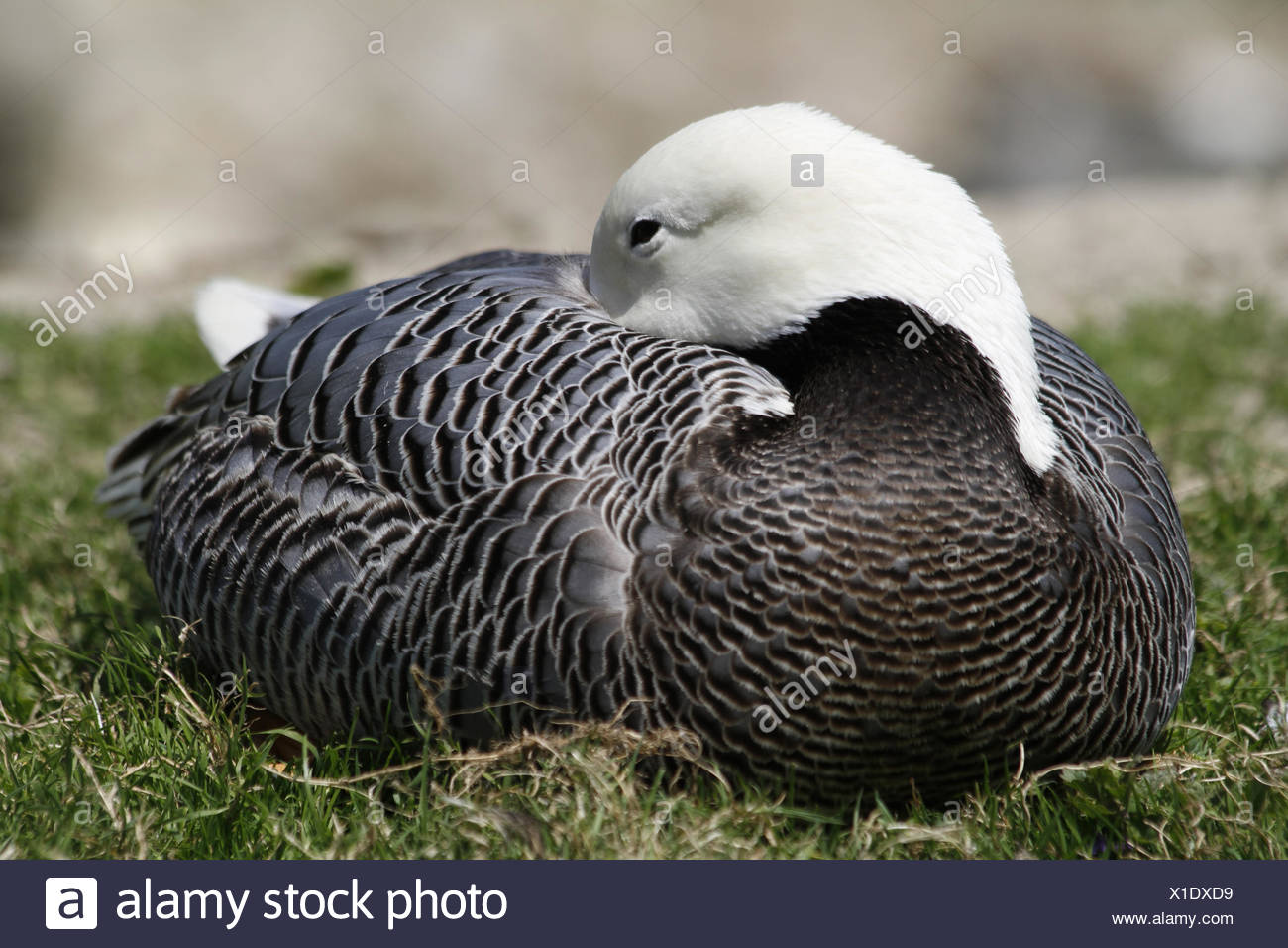Kaisergans High Resolution Stock Photography and Images - Alamy