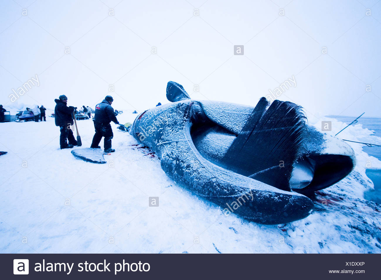 Baleen Bowhead Whale Alaska Stock Photos & Baleen Bowhead Whale Alaska ...