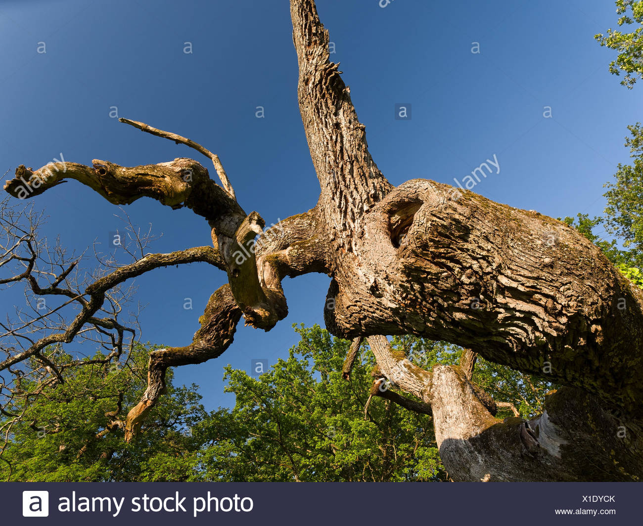 Oak Tree Grove Stock Photos & Oak Tree Grove Stock Images - Alamy