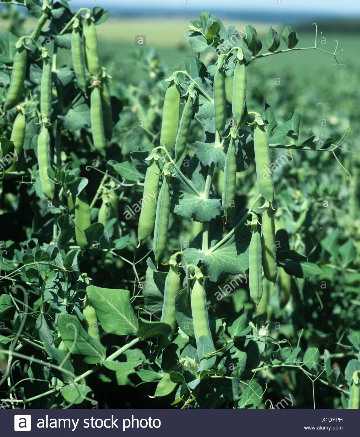 Marrowfat Peas Stock Photos & Marrowfat Peas Stock Images - Alamy