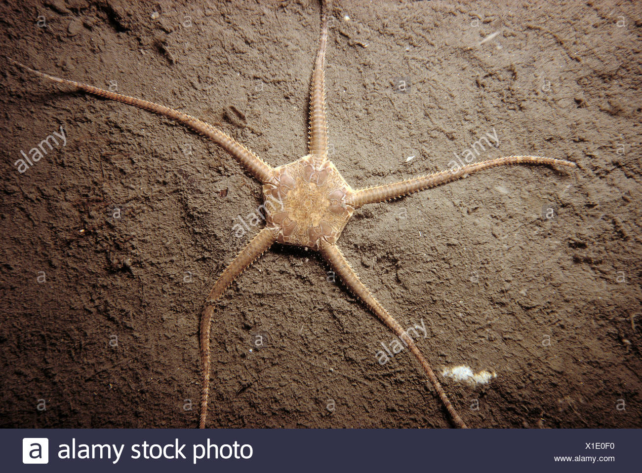 Ophiura High Resolution Stock Photography and Images - Alamy