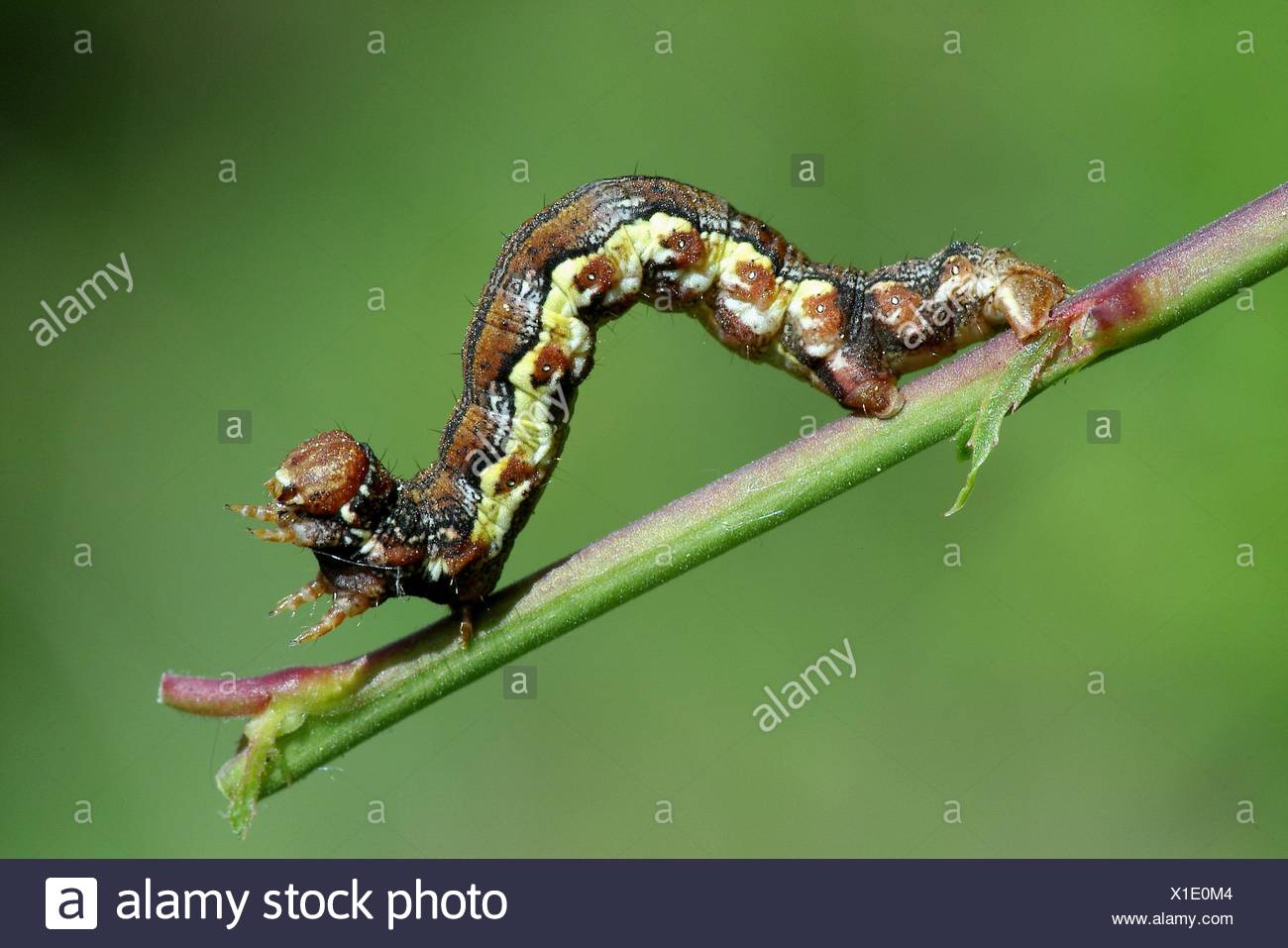 Caterpillar Tread High Resolution Stock Photography and Images - Alamy