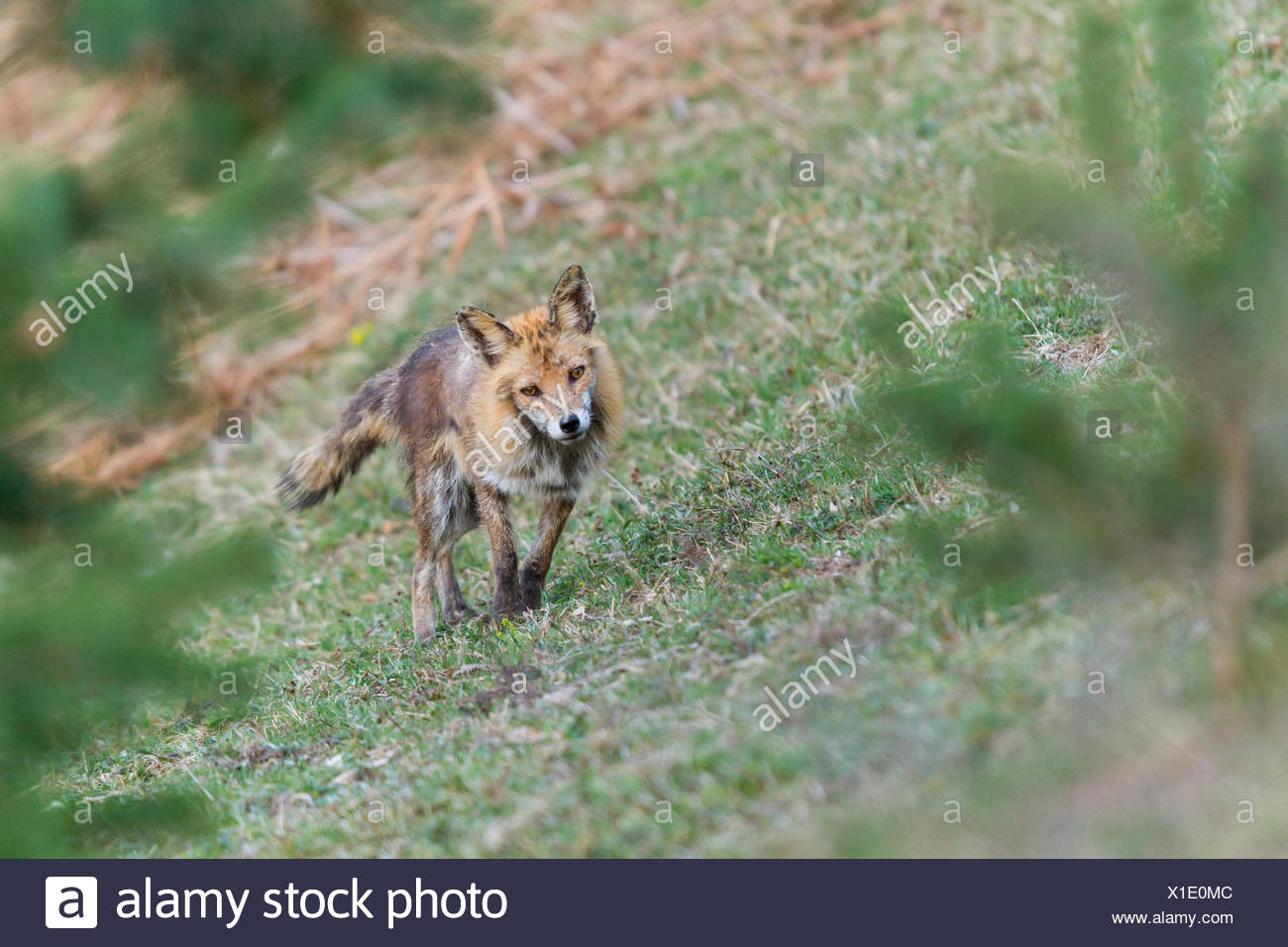 Mange Fox High Resolution Stock Photography and Images - Alamy