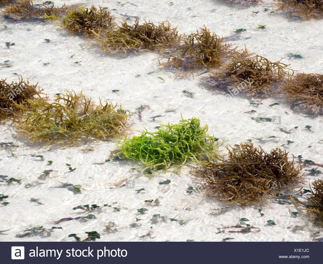 Aquaculture Stock Photos & Aquaculture Stock Images - Alamy