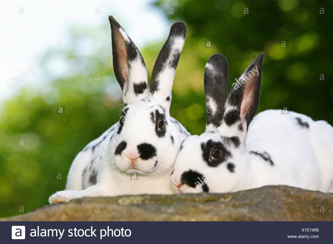 Side View Of Black Rabbit High Resolution Stock Photography and Images ...