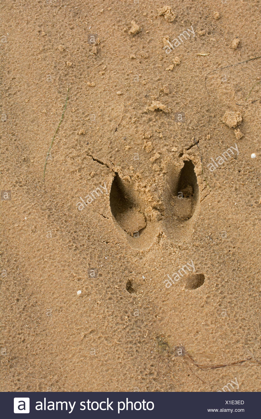 Deer Footprint High Resolution Stock Photography and Images - Alamy