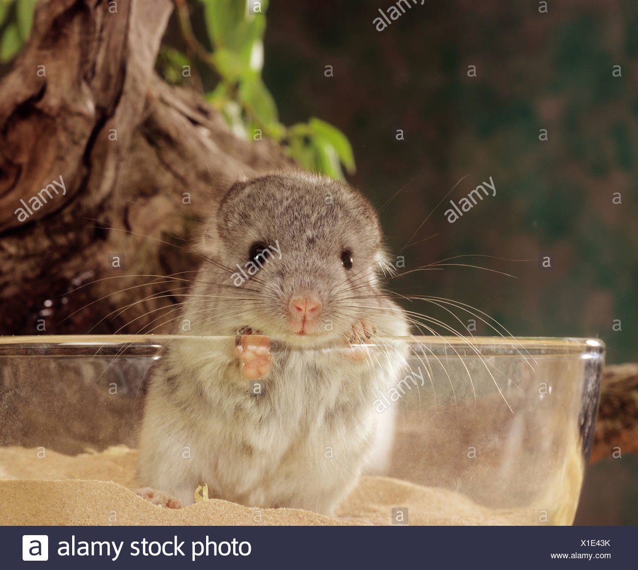 Sandily High Resolution Stock Photography and Images - Alamy