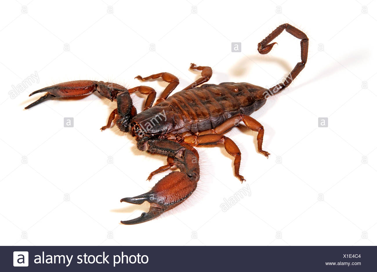 South African Scorpion High Resolution Stock Photography and Images - Alamy