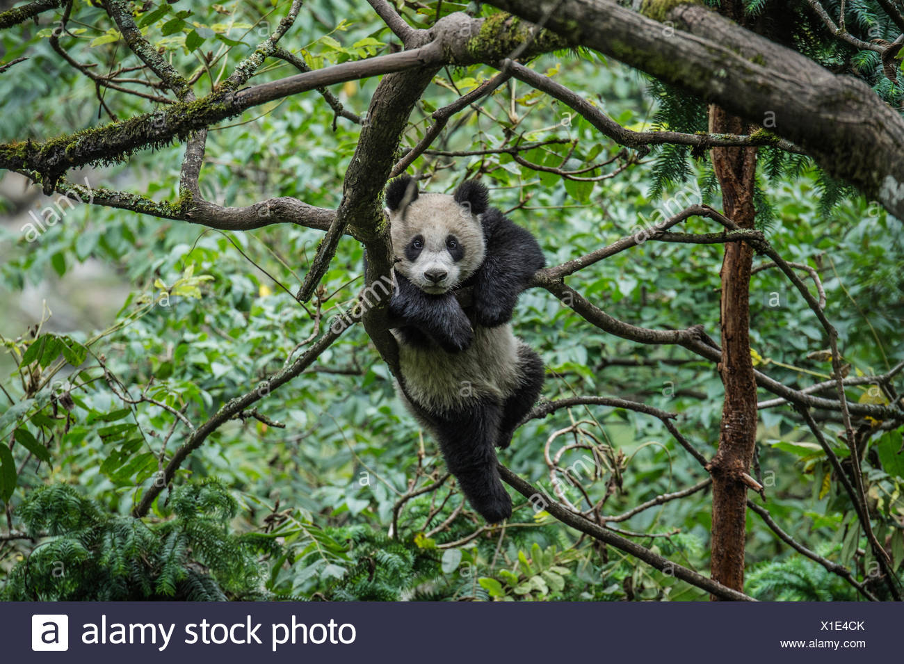 Panda China Wolong Panda Center High Resolution Stock Photography and ...