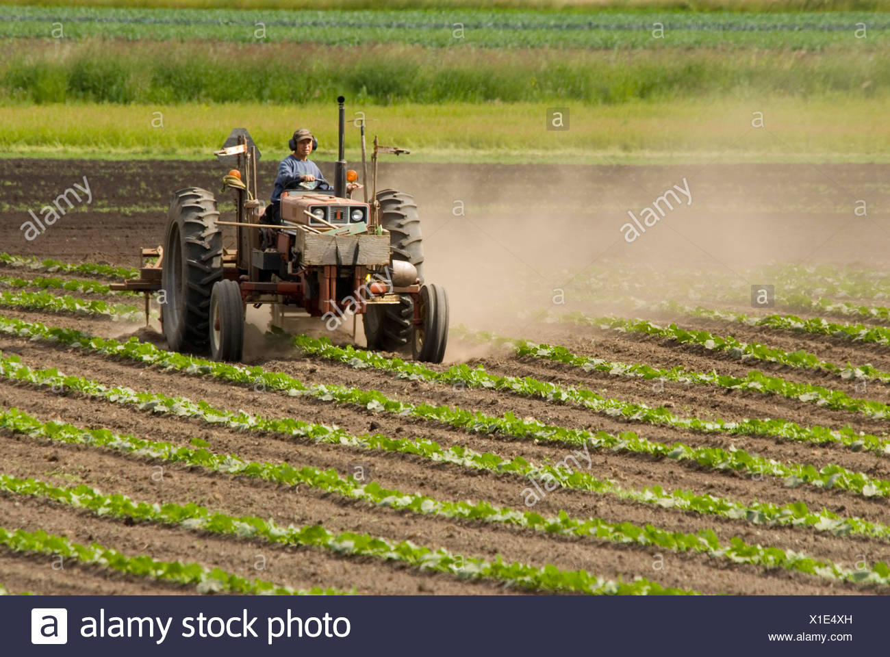Farmer Driving Tractor High Resolution Stock Photography and Images - Alamy