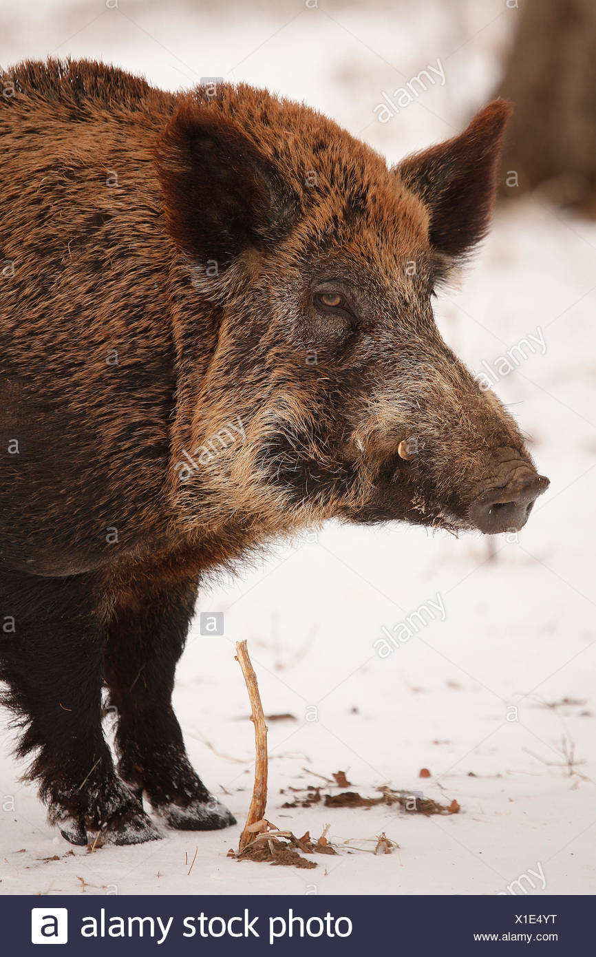 Russian Boar High Resolution Stock Photography and Images - Alamy