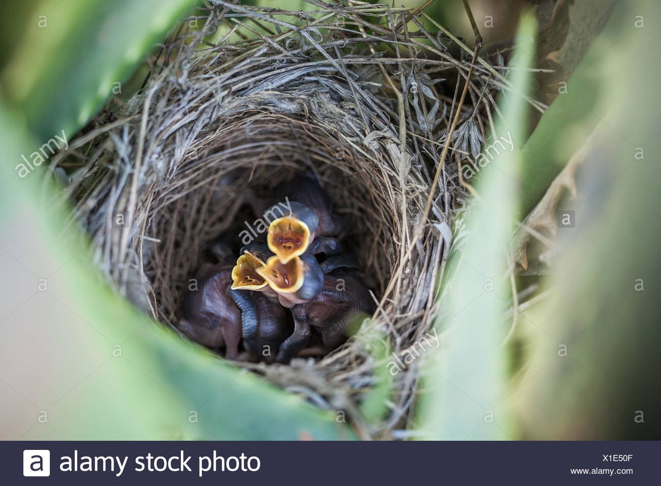Mouth And Baby Bird High Resolution Stock Photography and Images - Alamy
