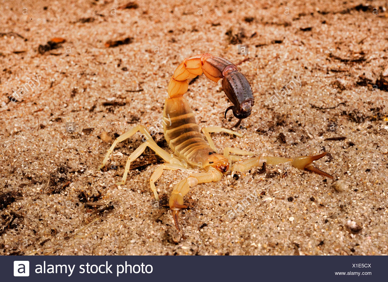 Androctonus Australis High Resolution Stock Photography and Images - Alamy