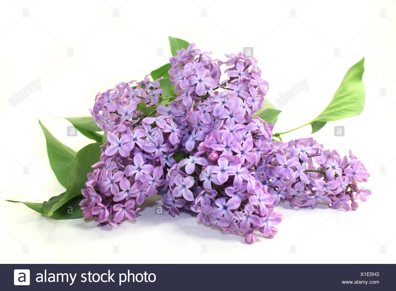 Flieder Hintergrund High Resolution Stock Photography and Images - Alamy