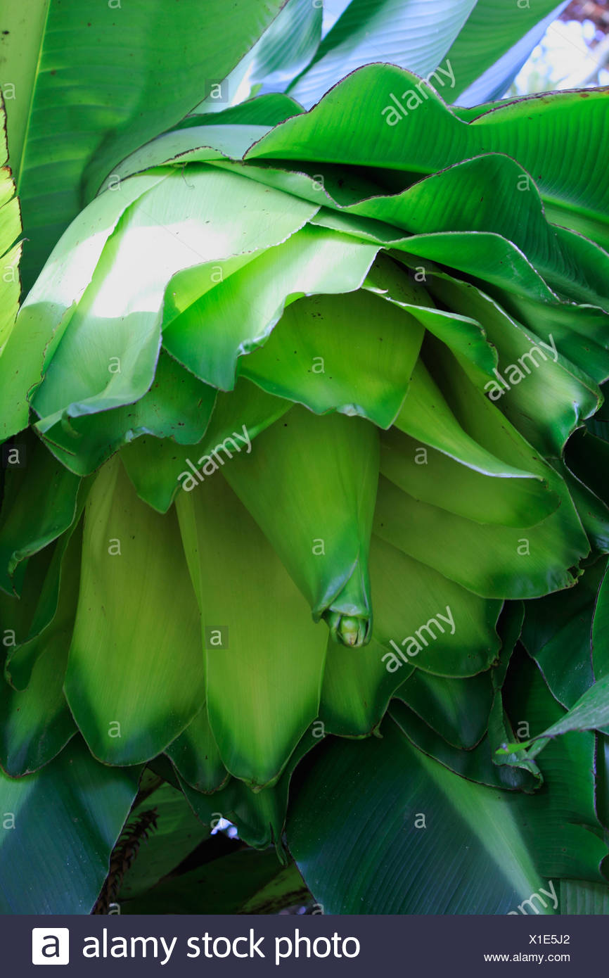 Musa Ensete Ventricosum High Resolution Stock Photography and Images ...