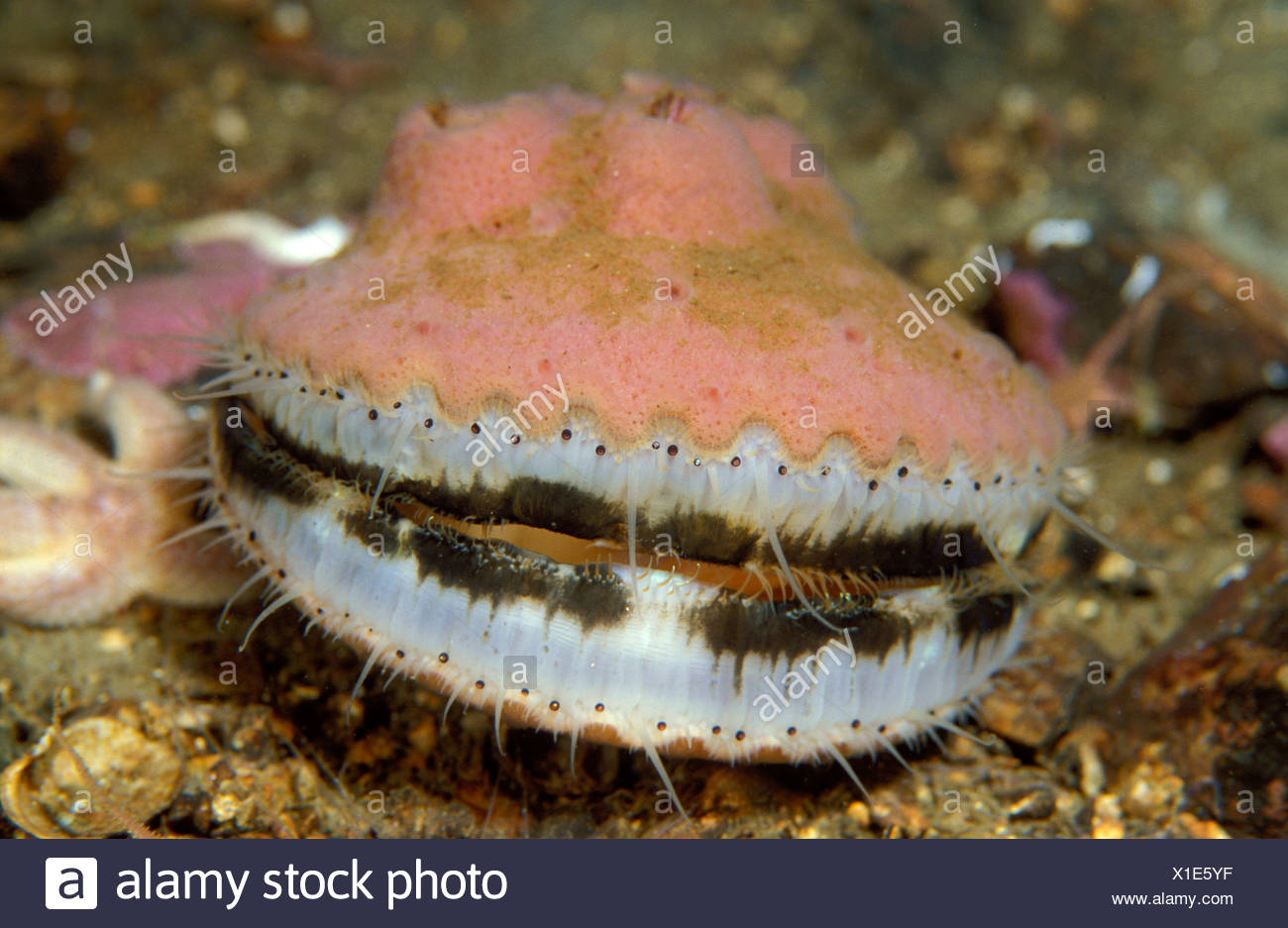Queen Scallop Stock Photos & Queen Scallop Stock Images - Alamy