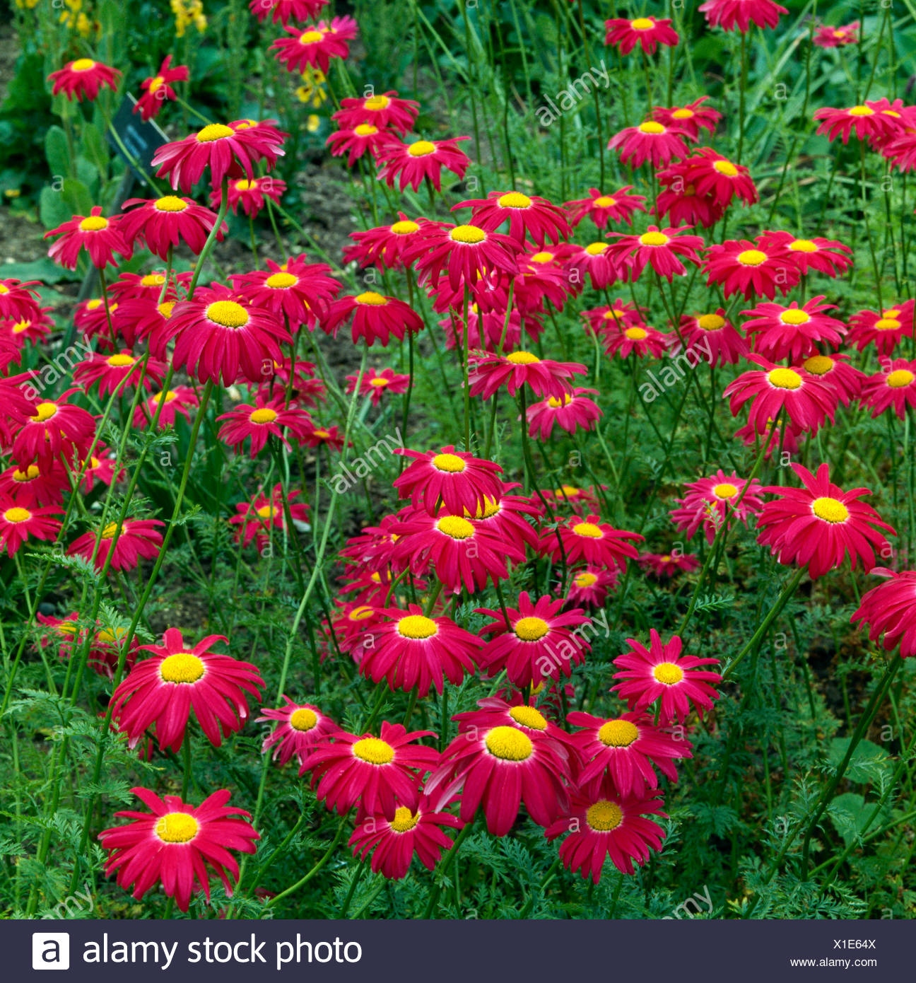 Pyrethrum Stock Photos & Pyrethrum Stock Images - Alamy