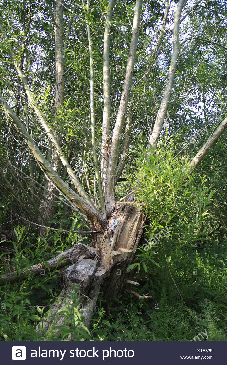 Crack Willow Salix Fragilis Salicaceae High Resolution Stock ...