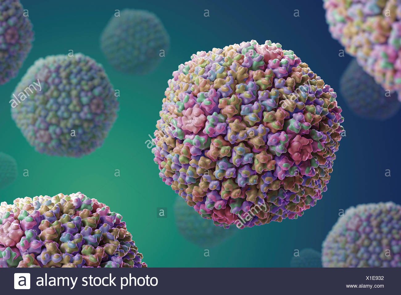 Human Adenovirus Stock Photos & Human Adenovirus Stock Images - Alamy