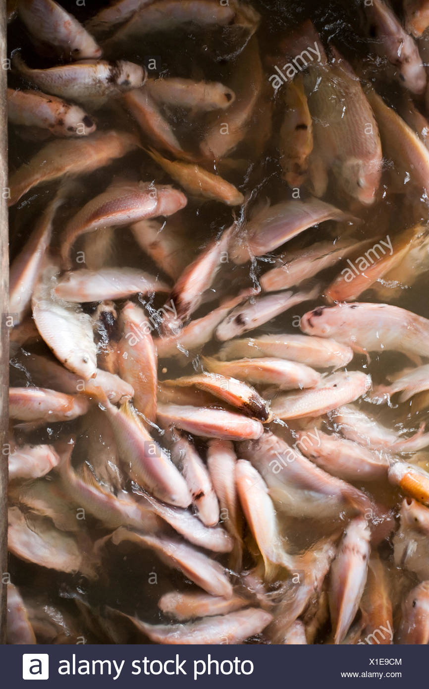 Pangasius High Resolution Stock Photography and Images - Alamy