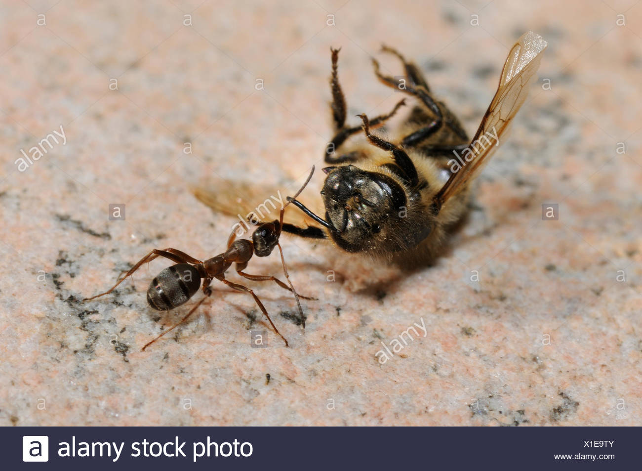 Slavemaker High Resolution Stock Photography and Images - Alamy