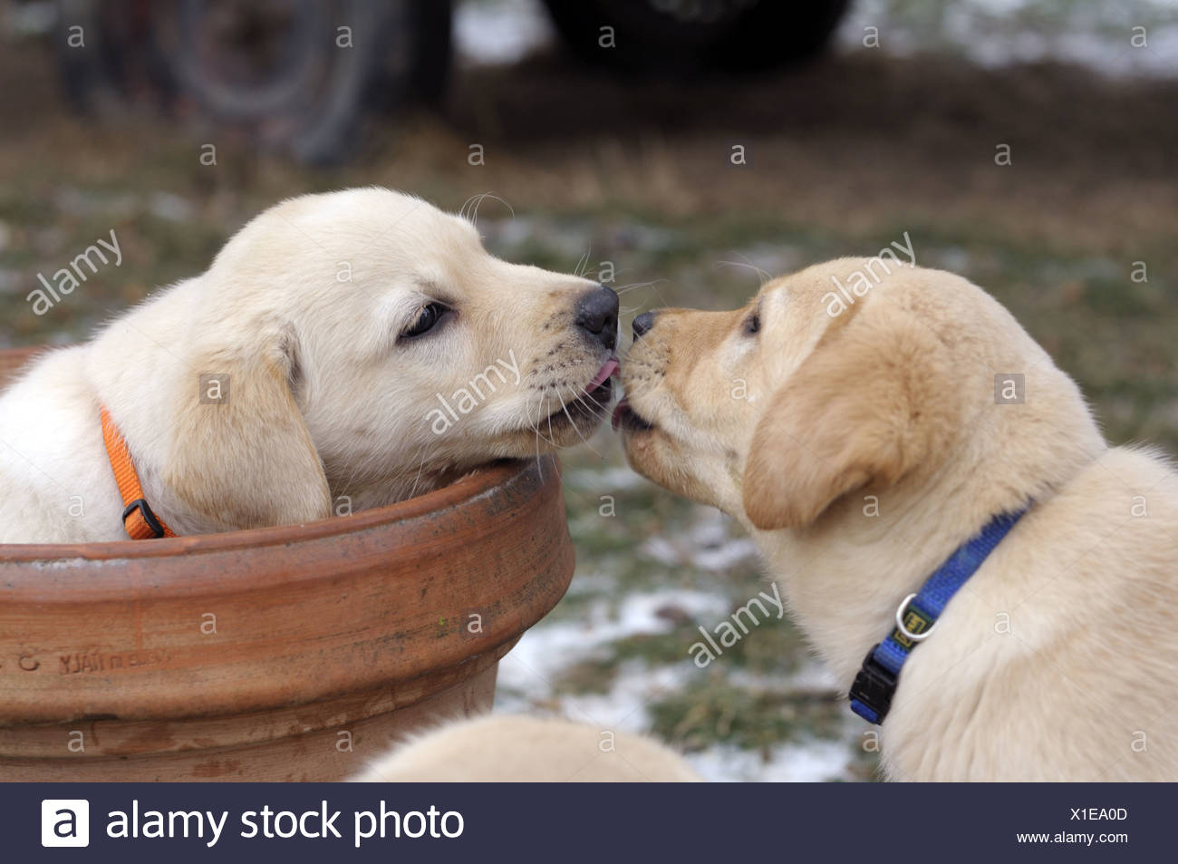 Labrador Sniffing High Resolution Stock Photography and Images - Alamy