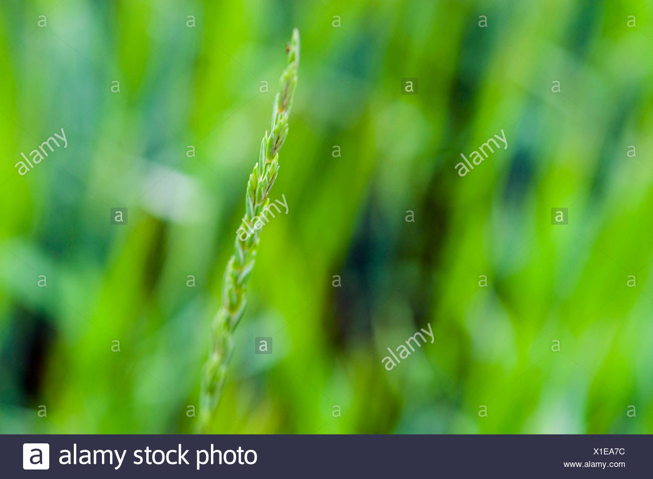 Quackgrass High Resolution Stock Photography and Images - Alamy