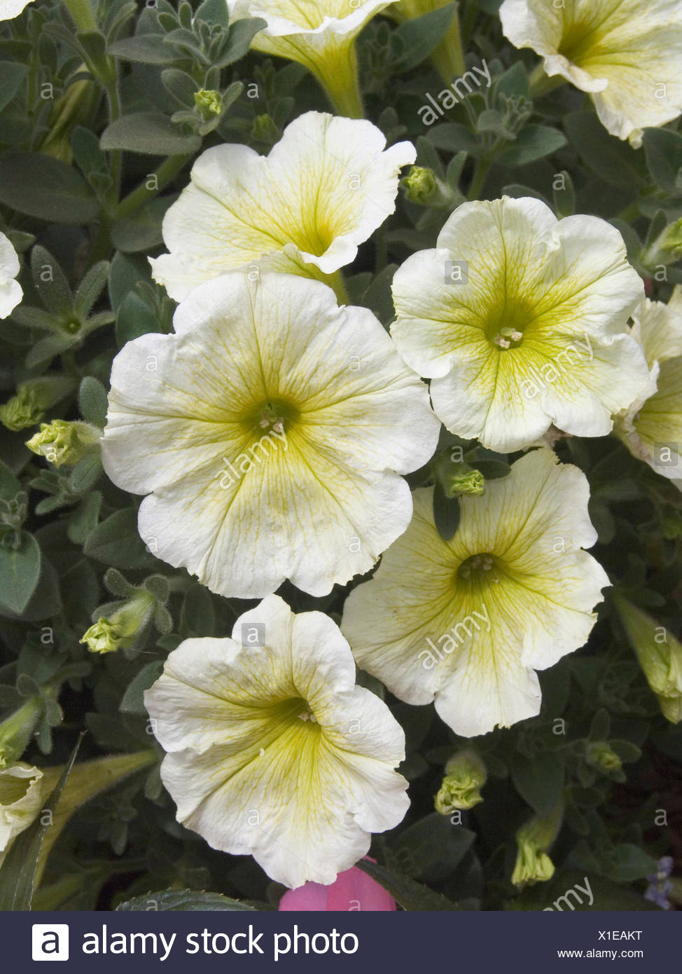 Supertunia Stock Photos & Supertunia Stock Images - Alamy