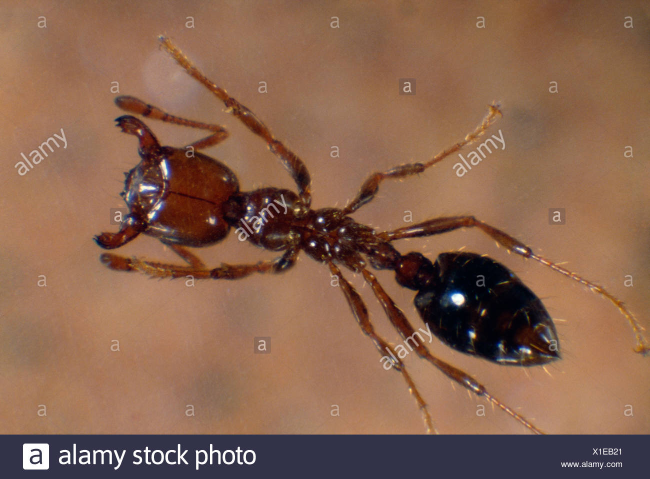 Fire Ant Sting Stock Photos & Fire Ant Sting Stock Images - Alamy
