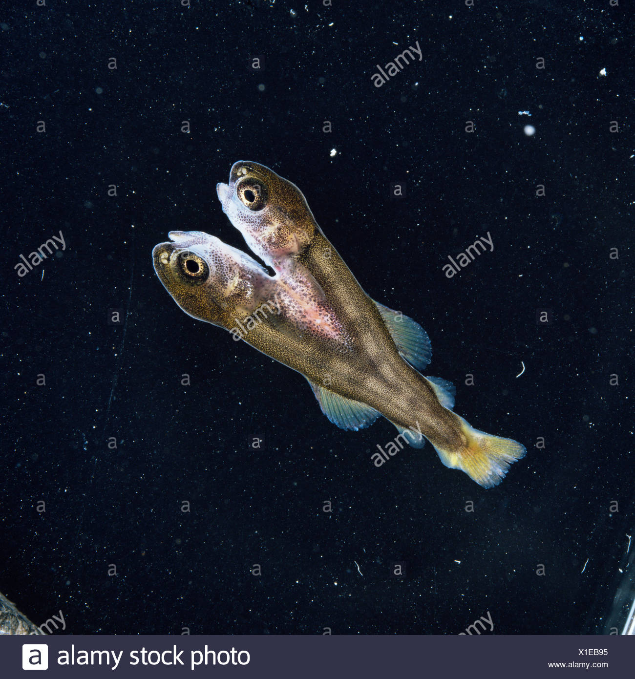 Deformed Baby High Resolution Stock Photography and Images - Alamy