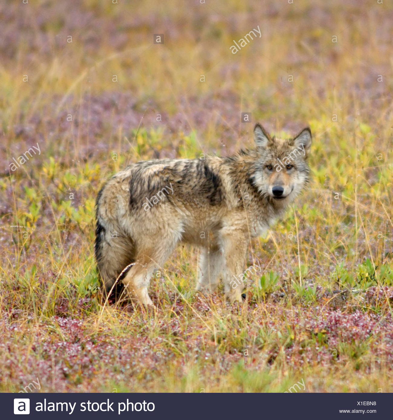 Juvenile Wolves High Resolution Stock Photography and Images - Alamy