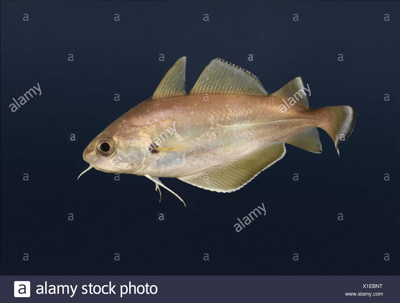 Trisopterus Luscus High Resolution Stock Photography and Images - Alamy