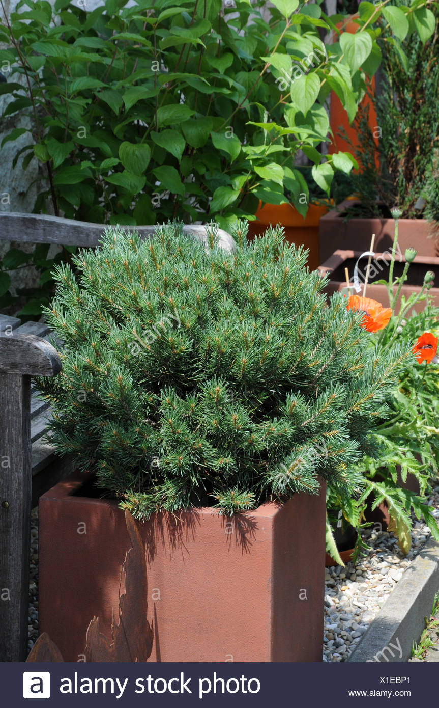 Dwarf Pine High Resolution Stock Photography and Images - Alamy