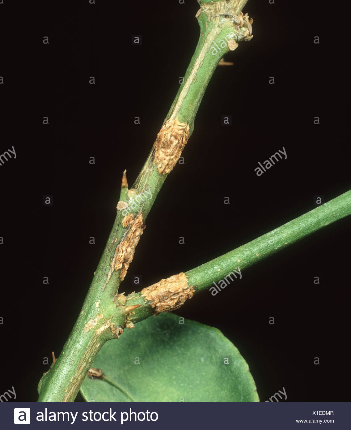 Xanthomonas High Resolution Stock Photography and Images - Alamy