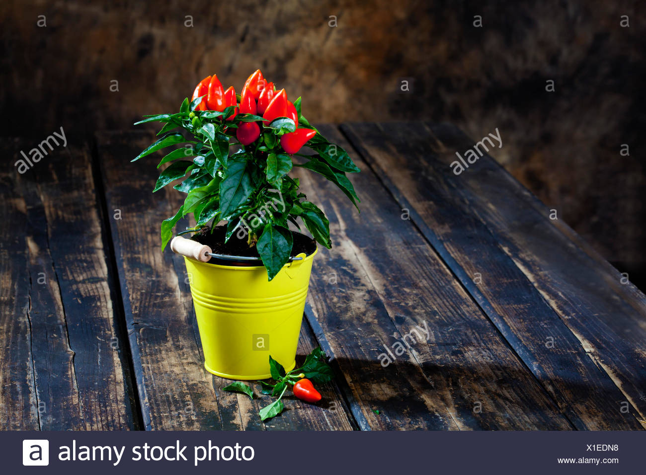 Potted Chili Peppers High Resolution Stock Photography and Images - Alamy