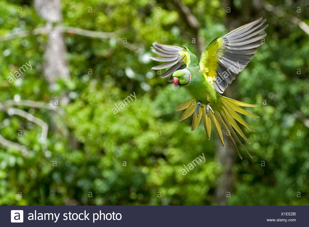 Green Parakeets Flying Stock Photos & Green Parakeets Flying Stock ...