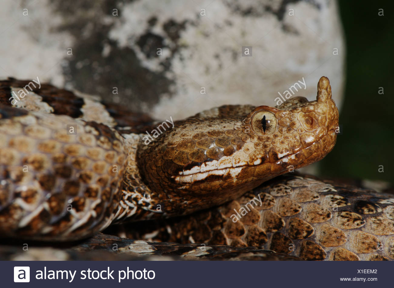 Dangerous Snakes Of Greece High Resolution Stock Photography and Images ...