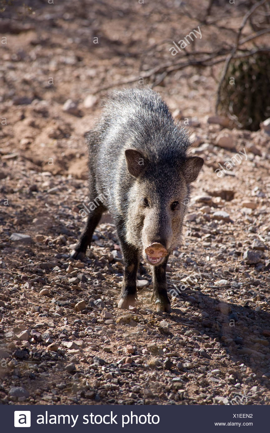 Javelina Desert Stock Photos & Javelina Desert Stock Images - Alamy