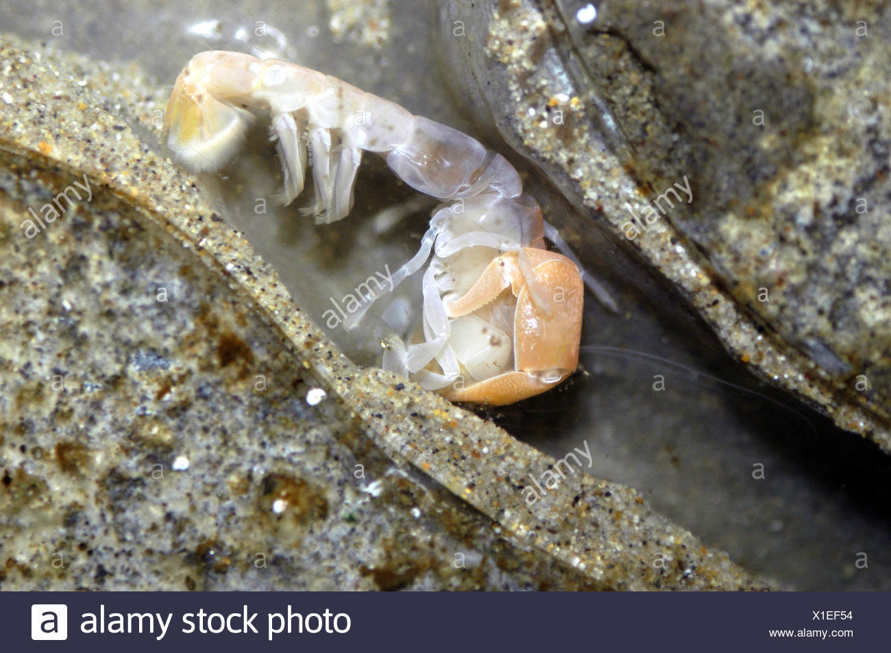 Callianassa Stock Photos & Callianassa Stock Images - Alamy