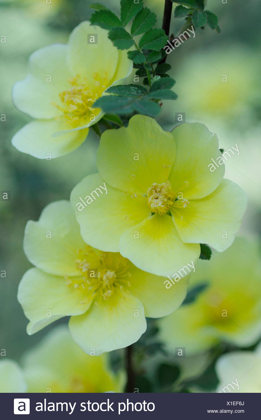Yellow Shrub High Resolution Stock Photography and Images - Alamy