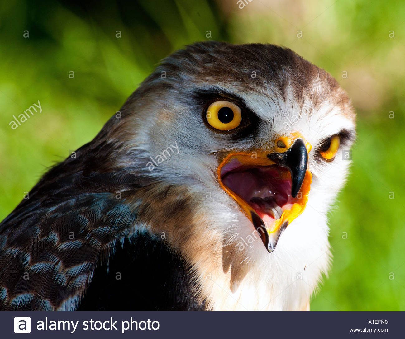 Bird Open Mouth High Resolution Stock Photography and Images - Alamy