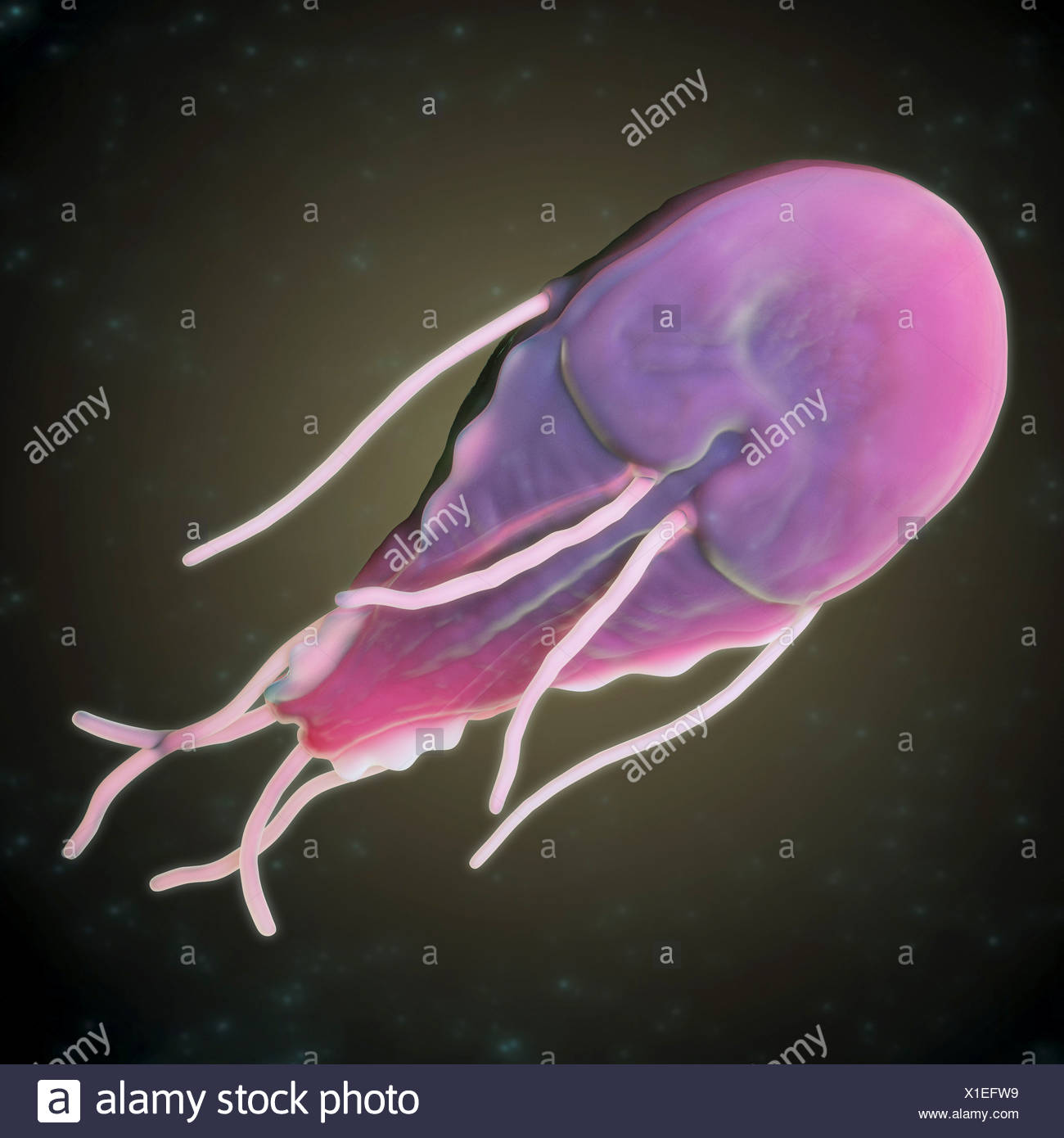 Giardia Lamblia Parasite High Resolution Stock Photography and Images ...