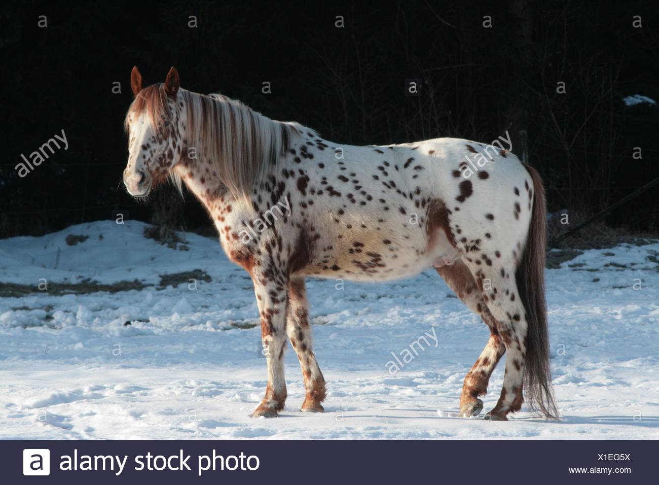 Appaloosa High Resolution Stock Photography and Images - Alamy