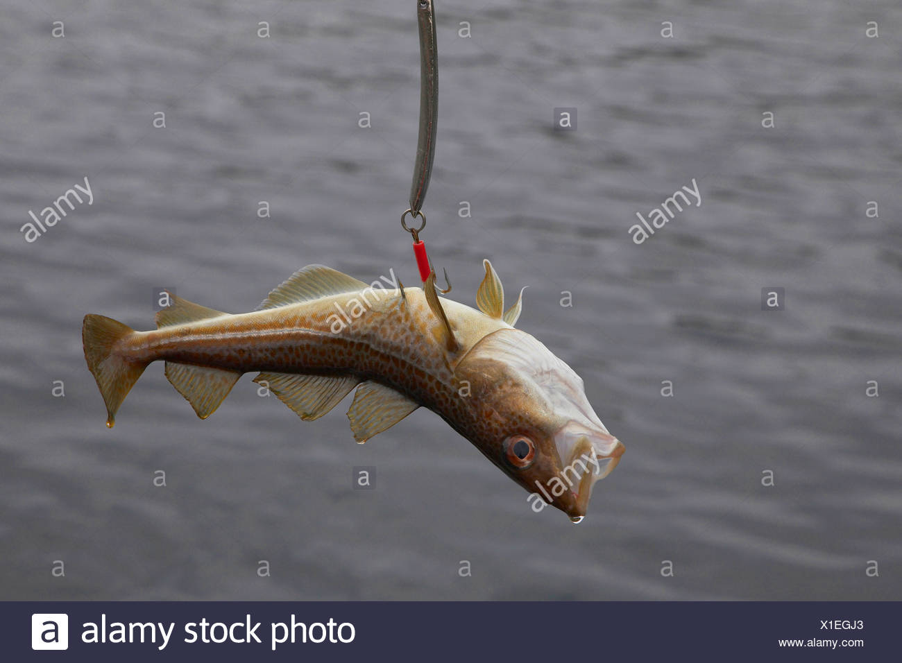 Atlantic Cod Fisher High Resolution Stock Photography and Images - Alamy