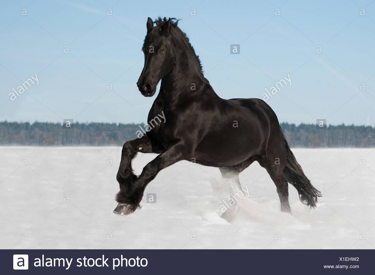 Friesian Horse Galloping Snow High Resolution Stock Photography and ...