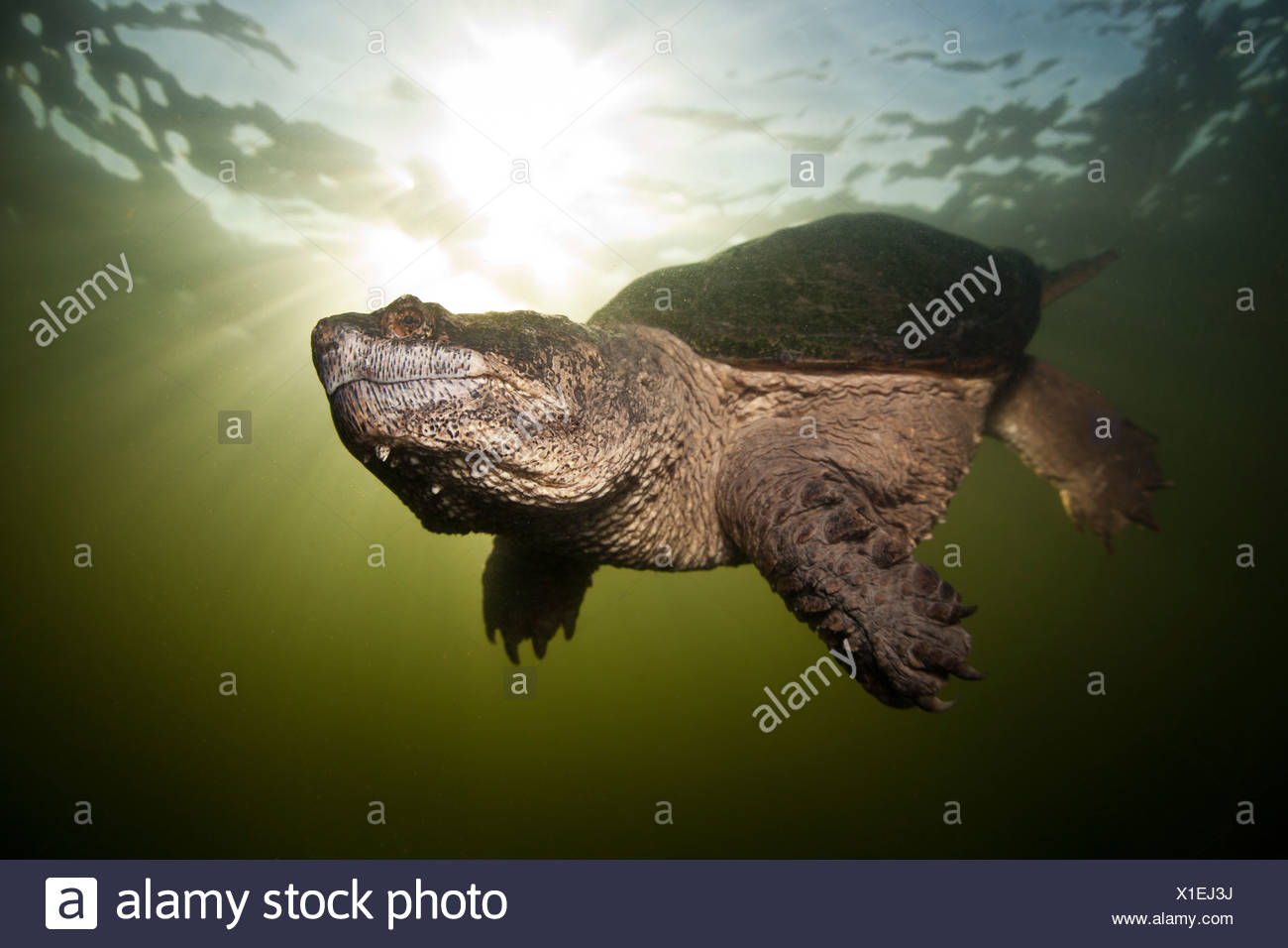 Underwater Snapping Turtle High Resolution Stock Photography and Images ...