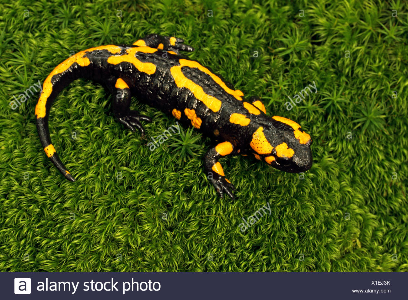 European Black Salamanders High Resolution Stock Photography and Images ...